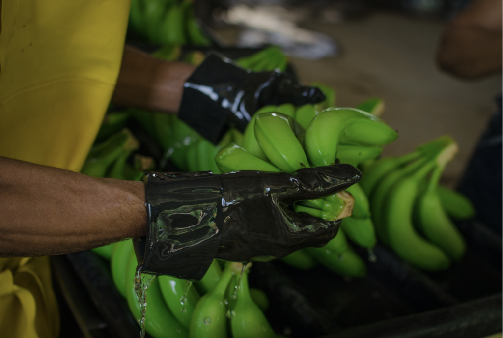 Repunte en las exportaciones de banano de la región Caribe - SieteDías